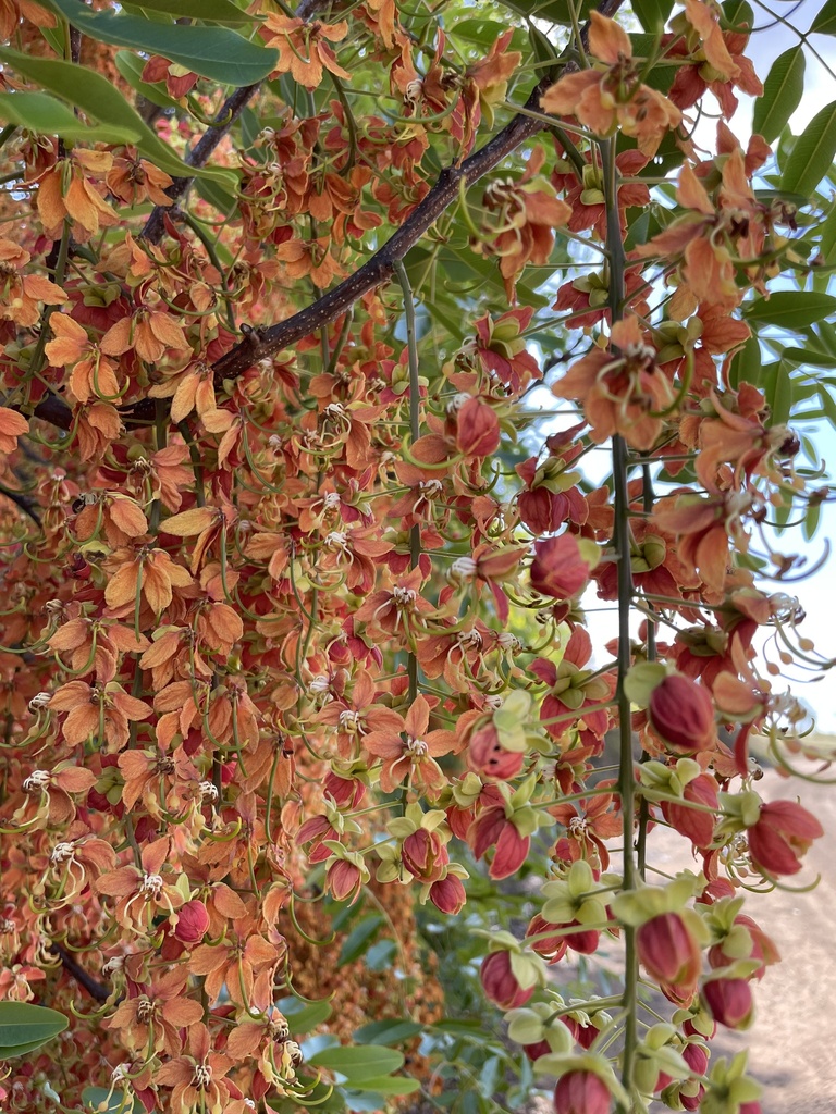 Velvet Bean-Tree from Woolooman Rd, Woolooman, QLD, AU on September 26 ...
