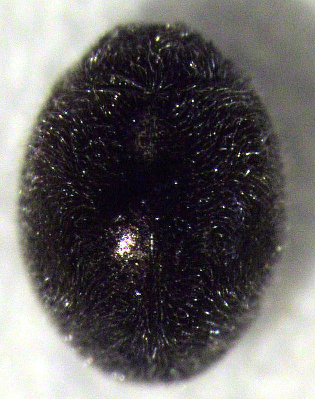 Telsimia (Ladybirds of SW Australia) · iNaturalist