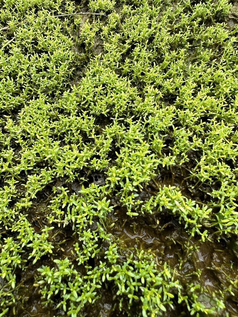 Microcarpaea minima in September 2023 by JODY HSIEH · iNaturalist