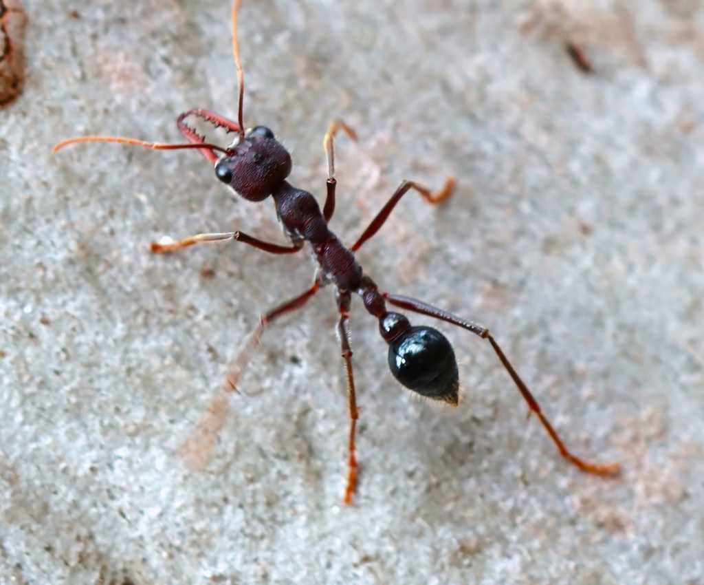 Australian Red Bull Ant from Vincentia NSW 2540, Australia on September ...