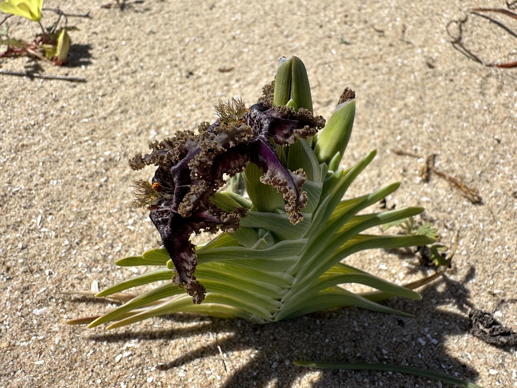 Starfish lily from West Coast District Municipality, South Africa on ...
