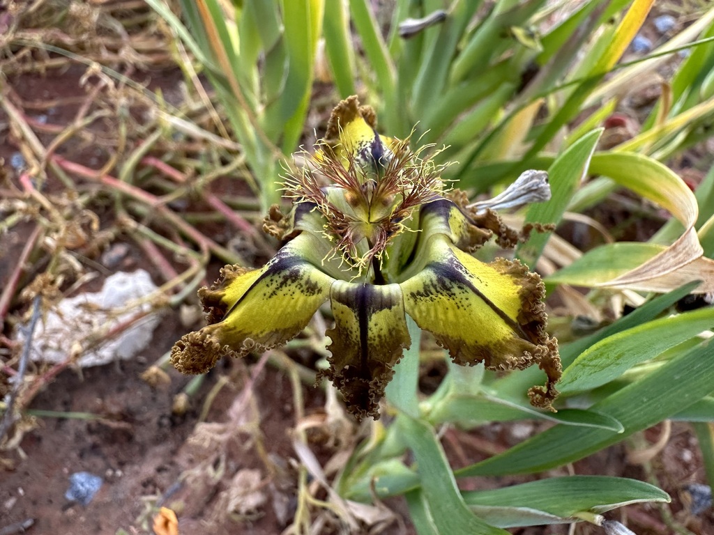 Starfish lily from West Coast District Municipality, South Africa on ...