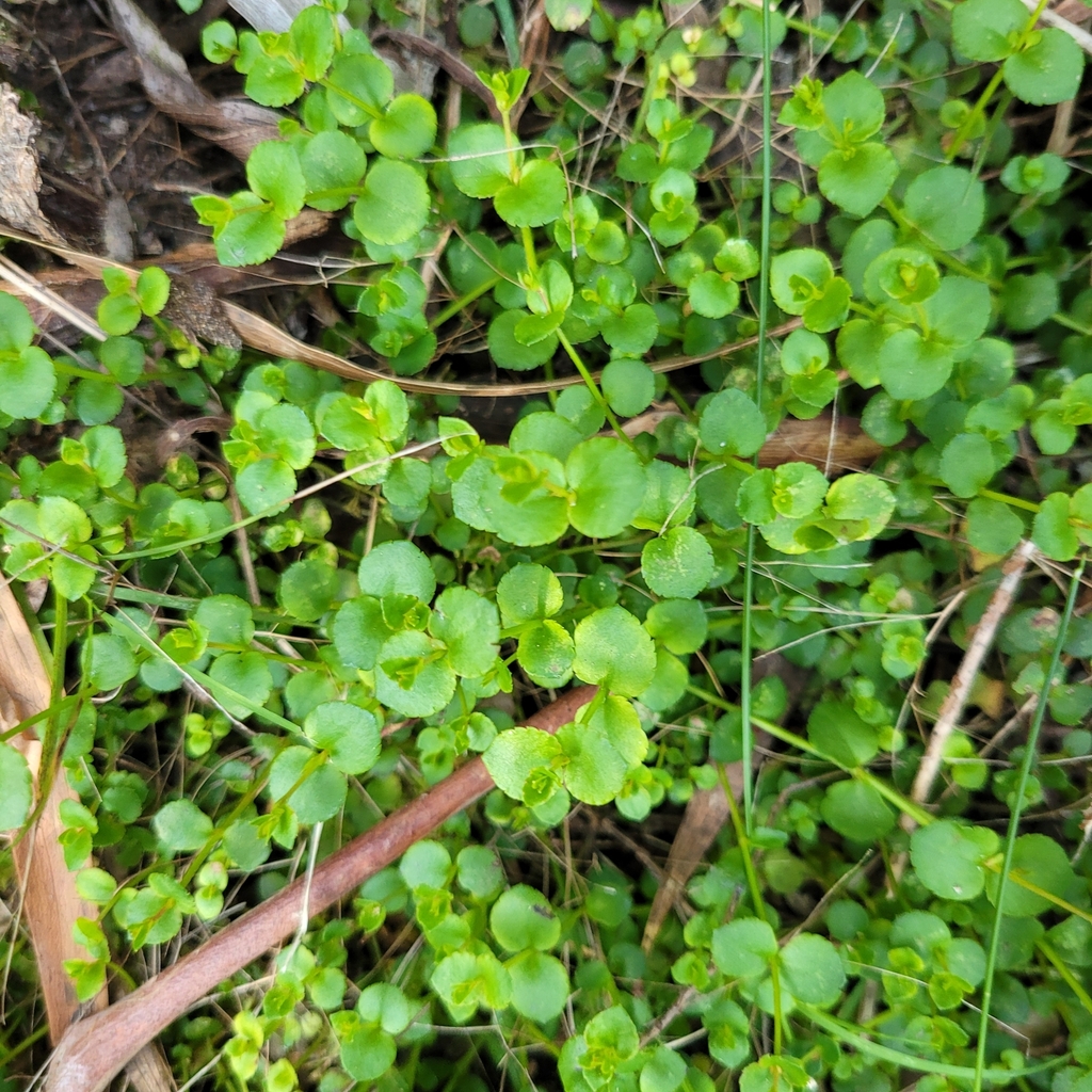 creeping raspwort from Golf Links Rd, Frankston VIC 3199, Australia on ...