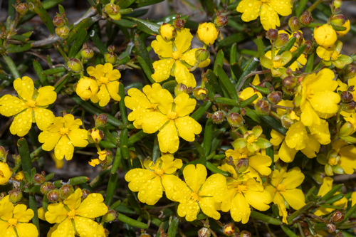 Hibbertia subglabra · iNaturalist