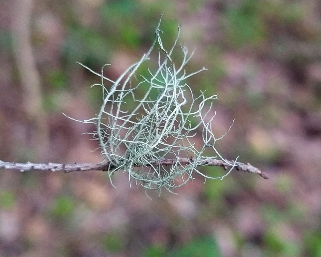 Fishbone Beard Lichen from г. Первоуральск, Свердловская обл., Россия ...