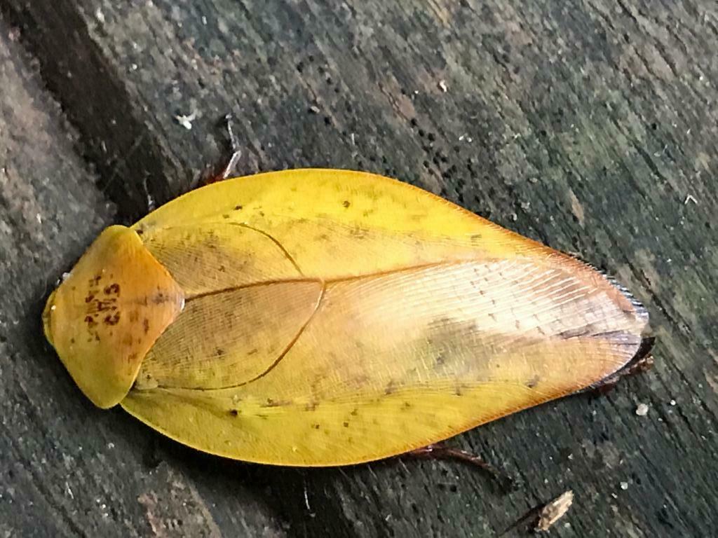Bright Porcelain Roach from Sangha Lodge, Djomo, Central African ...