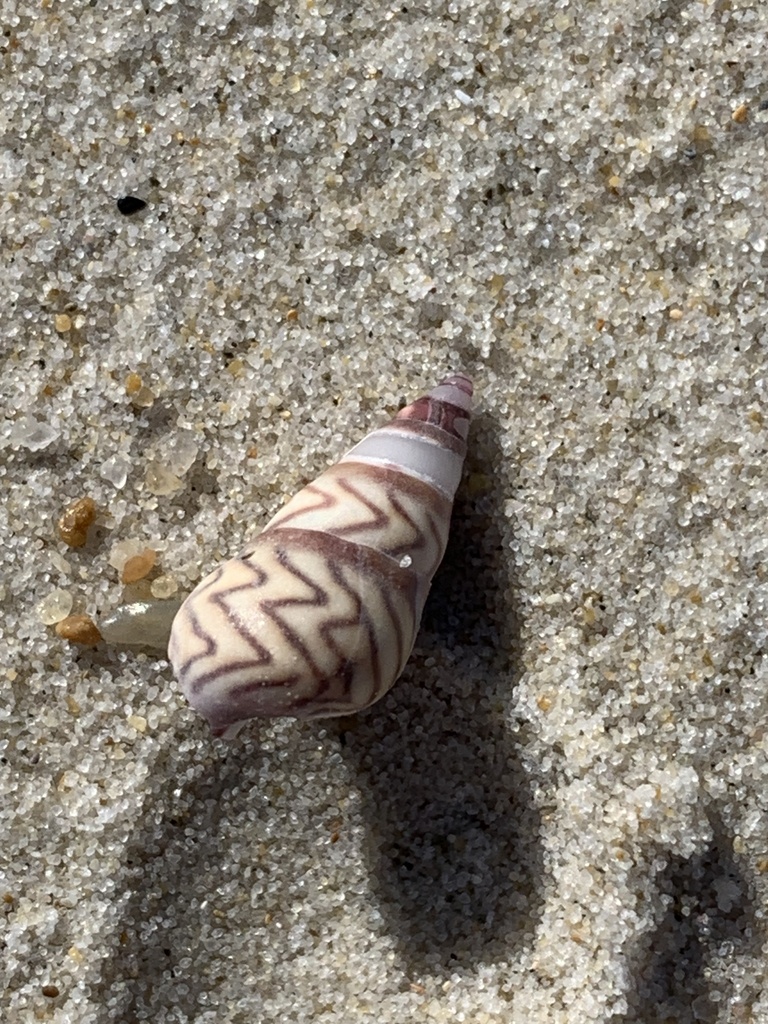 Banded Kelp Shell from Tasmania, Beaumaris, TAS, AU on September 26 ...