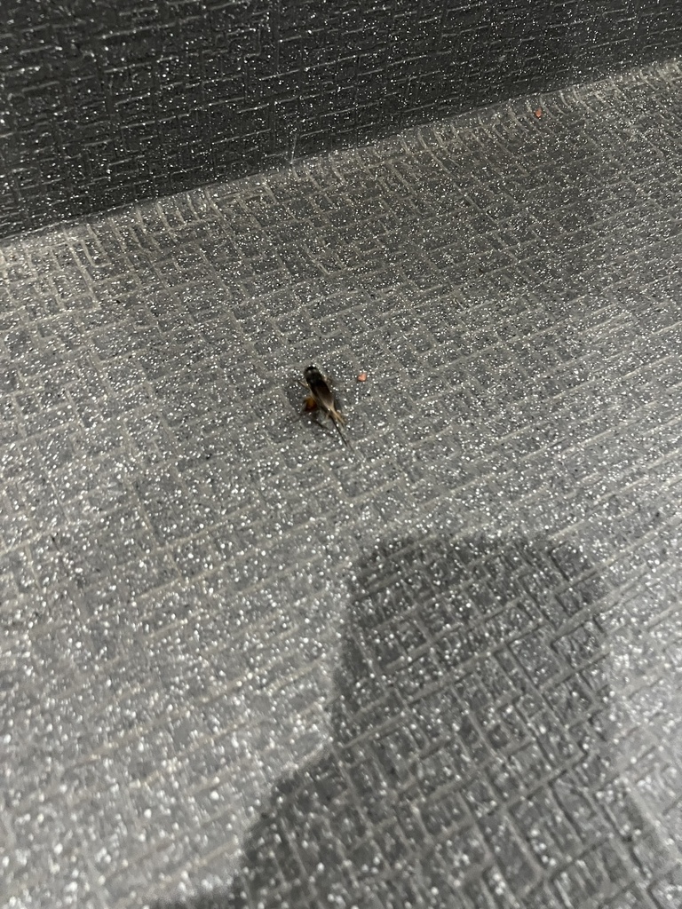 Emma Field Cricket from 雄和椿川奥椿岱, 秋田市, 秋田県, JP on September 26, 2023 at ...