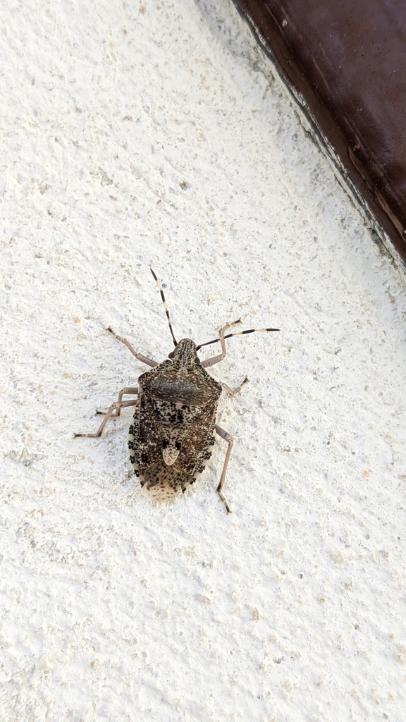 Mottled Stink Bug from Costișa 727251, Romania on September 26, 2023 at ...