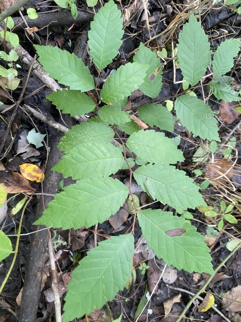 Winged Elm from Church View, VA, US on September 25, 2023 at 04:12 PM ...