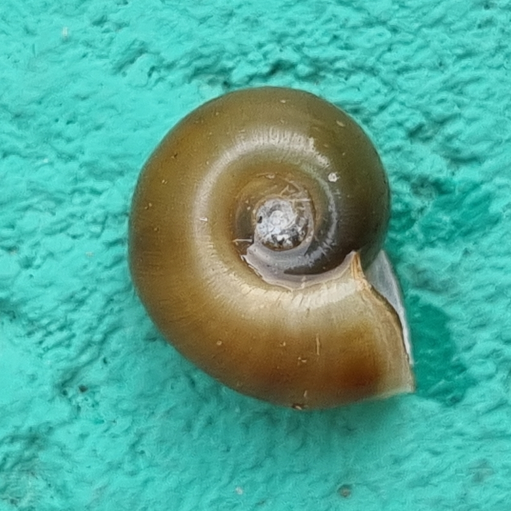 Indoplanorbis exustus from Keong Preah Bath, Oknha Chhun St. (240 ...