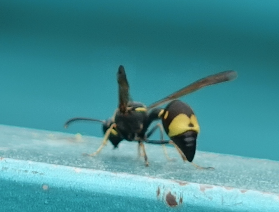 Eumenes labiatus from Yuhang District, Hangzhou, Zhejiang, China on ...