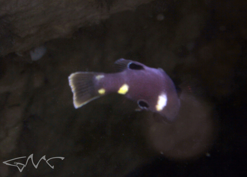 Foxfish (Bodianus frenchii) - Marine Life Identification