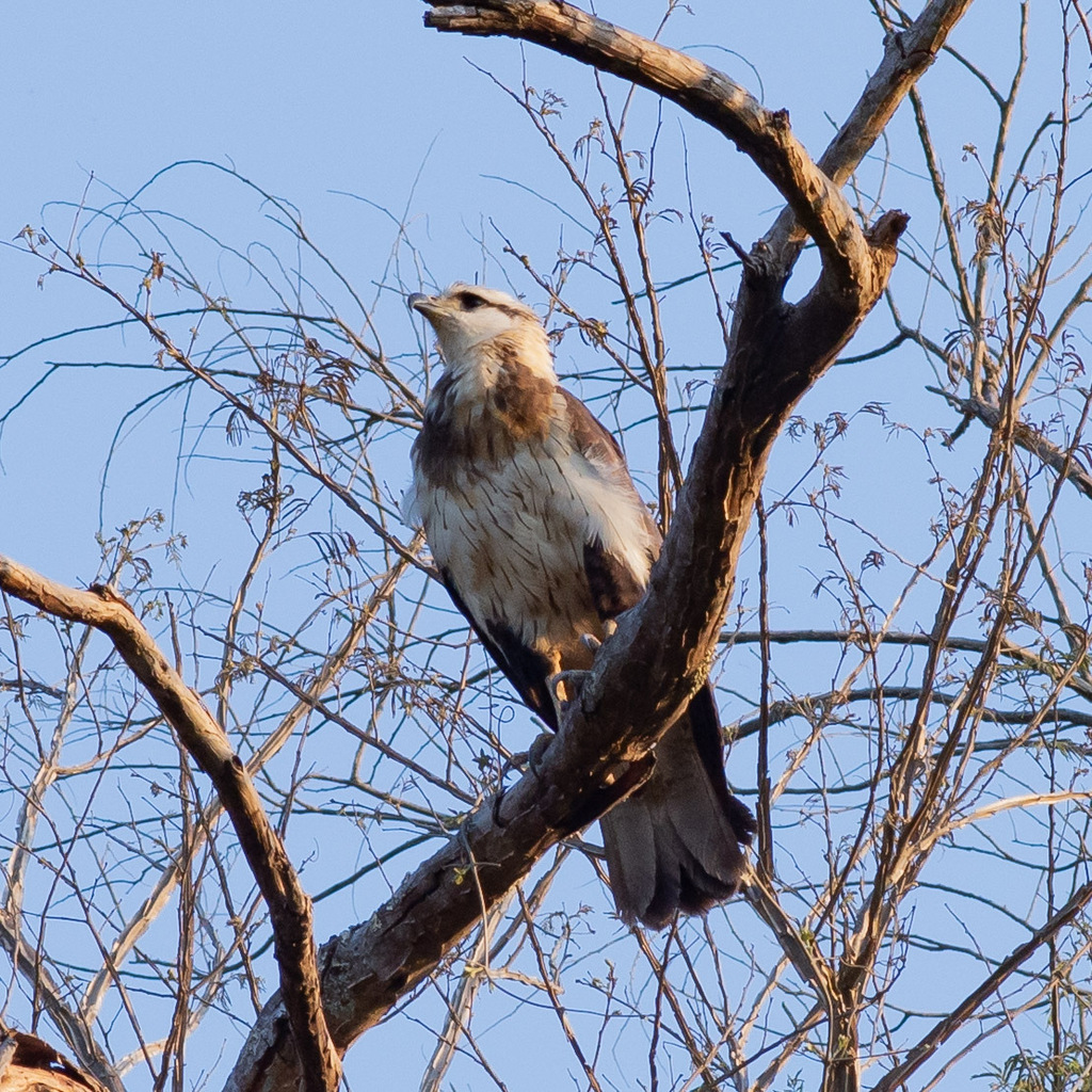 Chaco Eagle in September 2023 by michelimacintir · iNaturalist