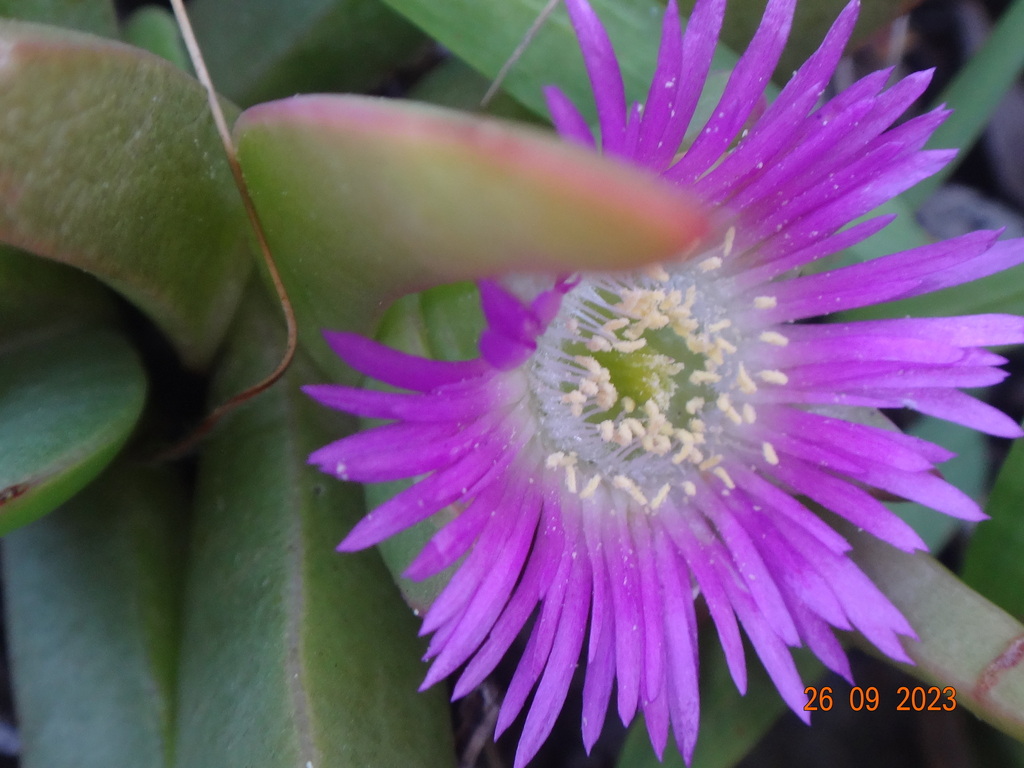 inland pigface from Bannockburn VIC 3331, Australia on September 26 ...