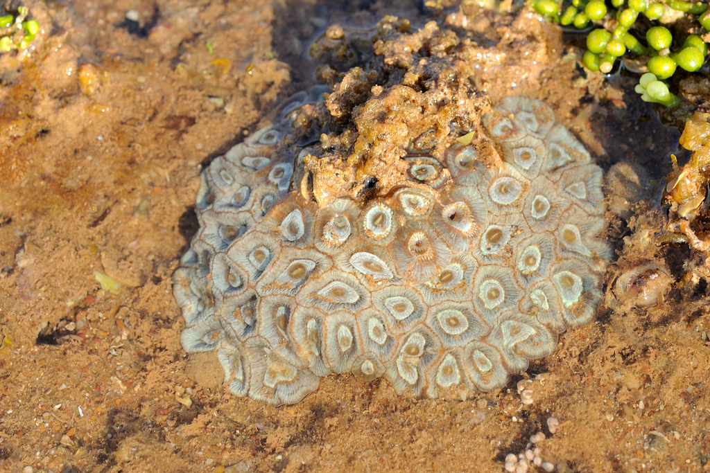 Coelastrea palauensis in September 2023 by dorisreef. Port Hedland WA ...
