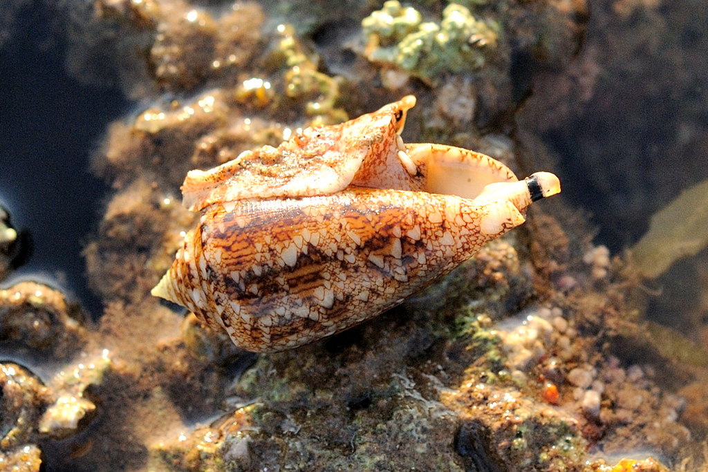 Queen Victoria Cone from Port Hedland on September 18, 2023 at 06:53 AM ...