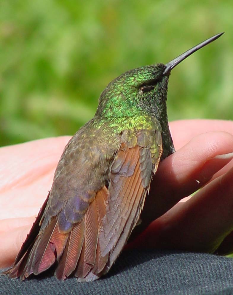 Berylline Hummingbird Range