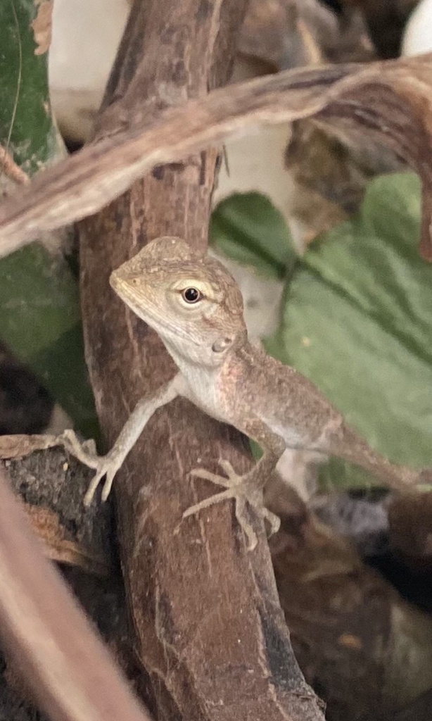 Oriental Forest Lizards from X. Hà Lĩnh, H. Hà Trung, Thanh Hóa, VN on ...
