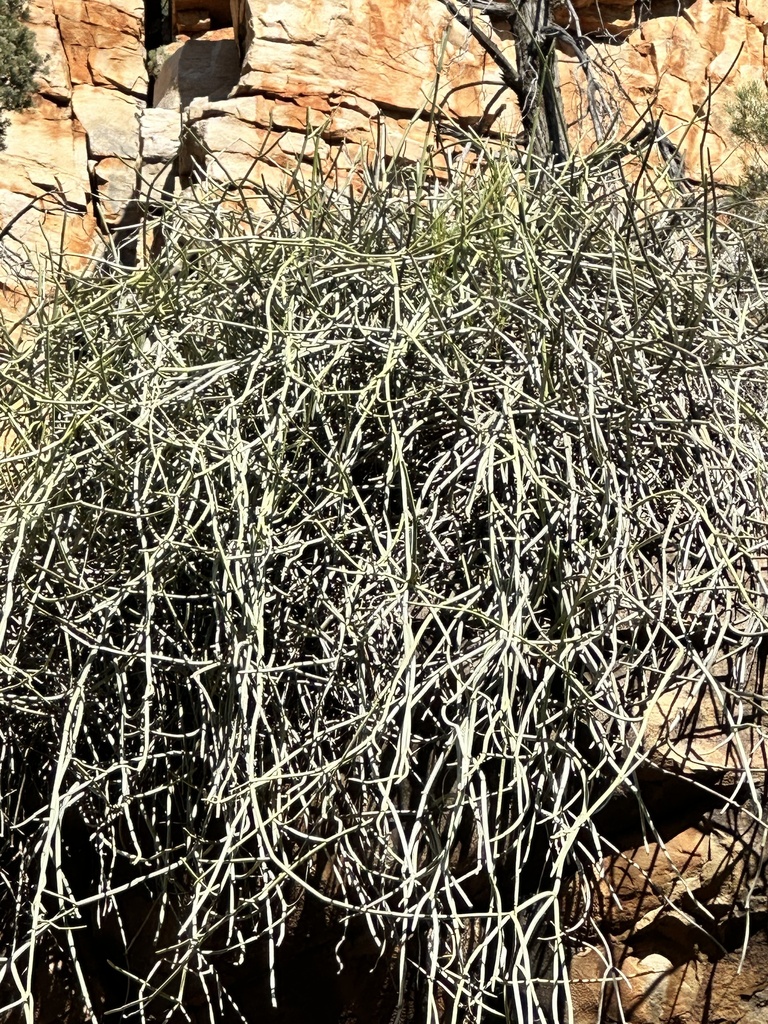 Caustic Vine from Mount Remarkable National Park, Wilmington, SA, AU on ...