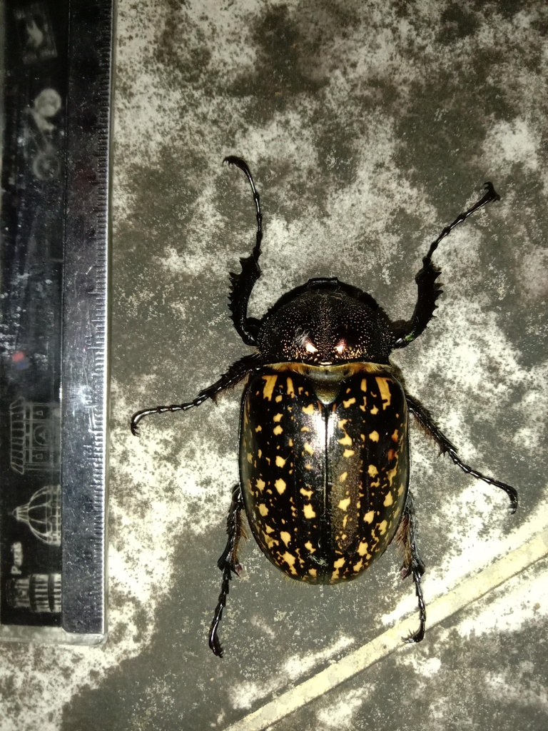 Formosan Long-armed Scarab in September 2021 by Yue-Cheng Tsai ...