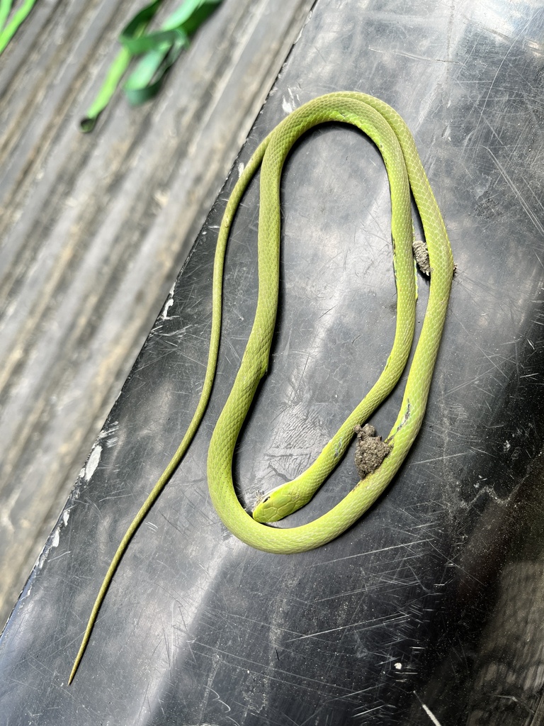 Rough Greensnake from Pisgah National Forest, Hot Springs, NC, US on ...