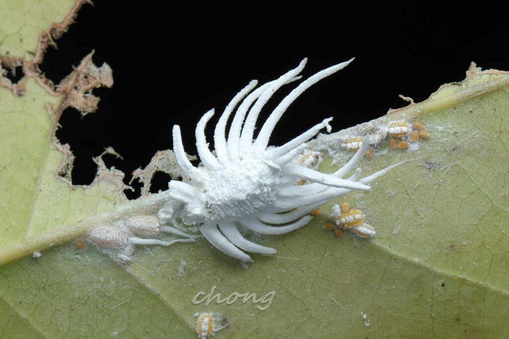 Giant Scale Insects from Kinabalu Park, Ranau, Sabah, 马来西亚 on July 17 ...