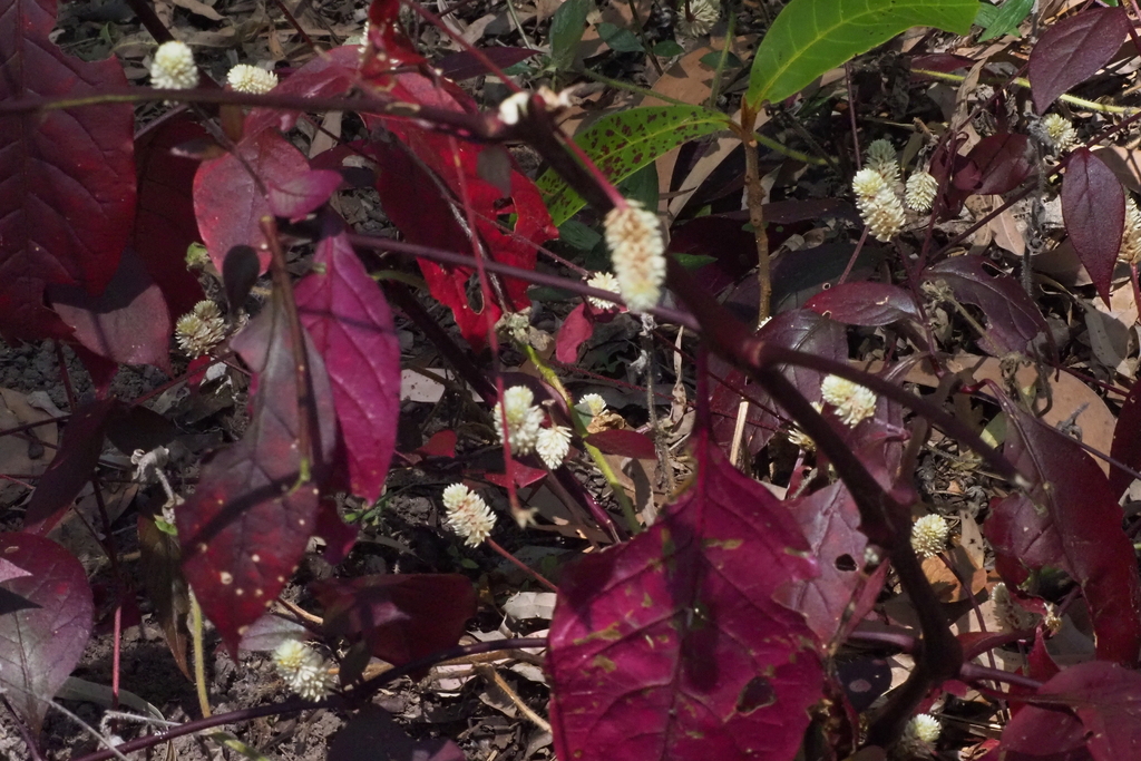 Ruby Leaf from Machans Beach, Cairns QLD, Australia on August 24, 2023 ...