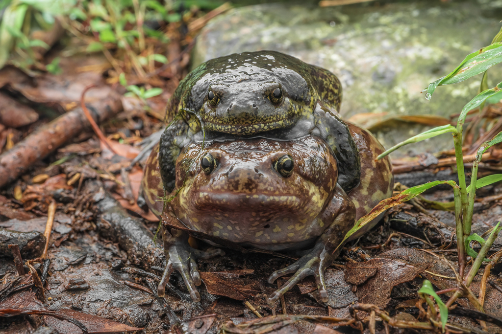 Boreal Digging Frog from 浙江省杭州市上城区万松岭路81号 邮政编码: 310002 on June 17, 2023 ...