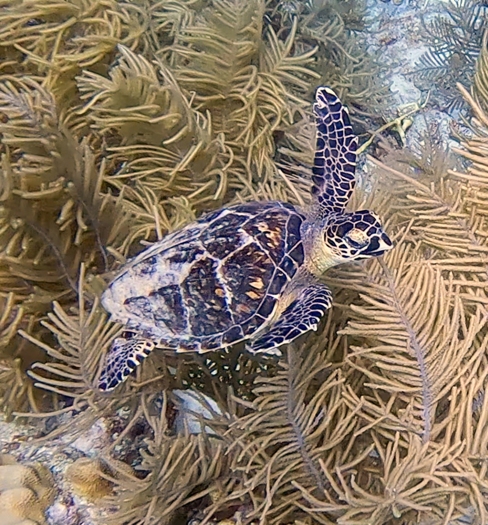 Hawksbill Sea Turtle in September 2023 by bbeddor · iNaturalist