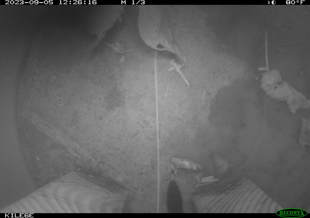 Common Garter Snake in September 2023 by eriemetroparks. Erie ...