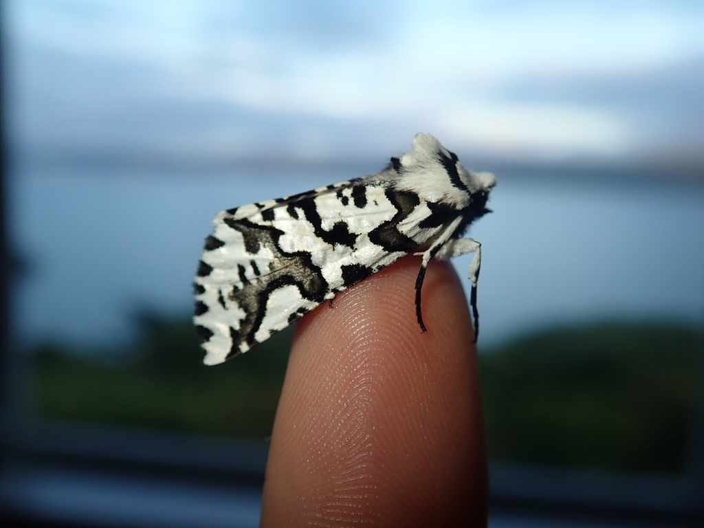North Island Lichen Moth from Matiu/Somes Island, Somes Island ...