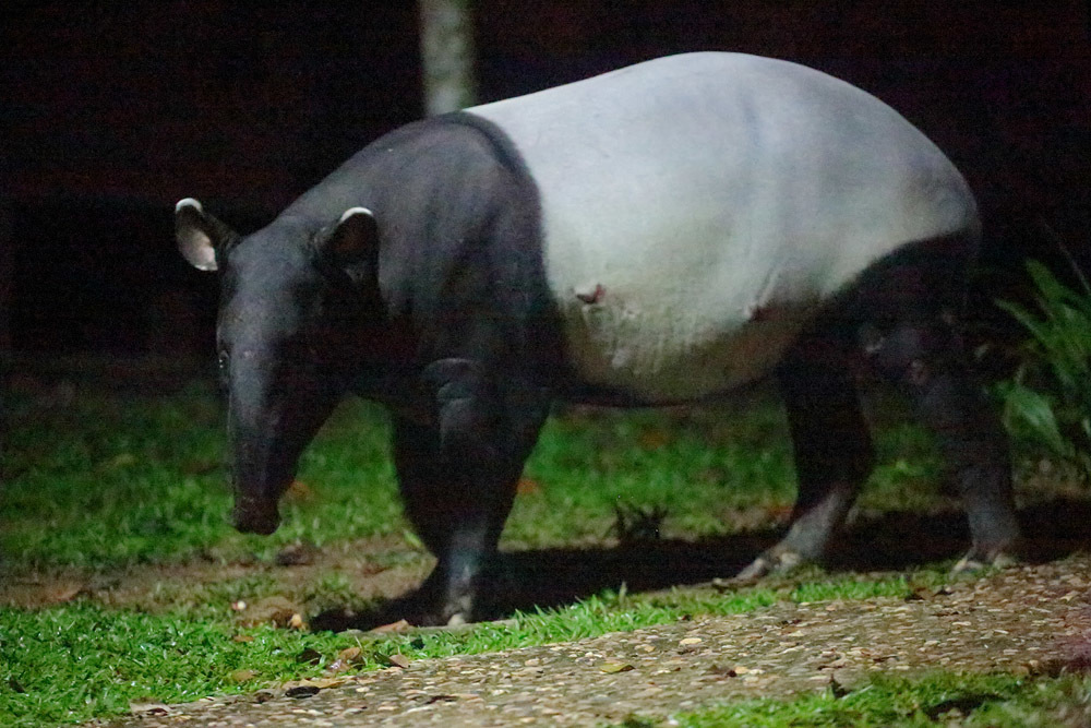 Tapirs (Tapiridae) - Know Your Mammals