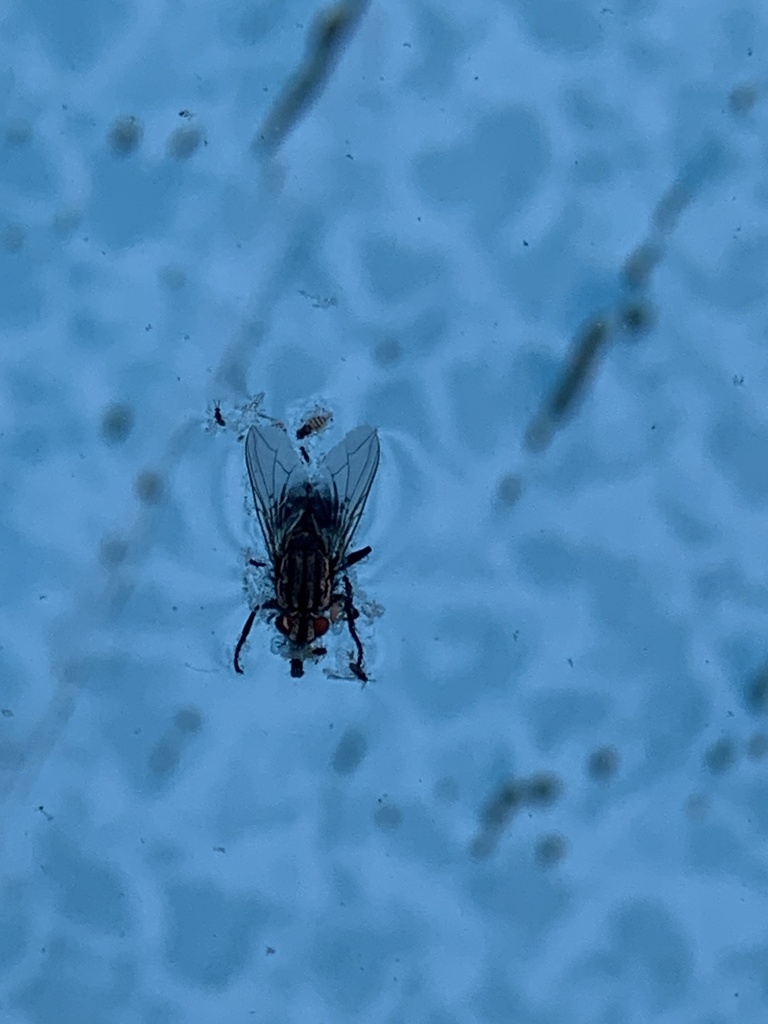 Calyptrate Flies from Janov, Janov, 42, CZ on September 25, 2023 at 06: ...