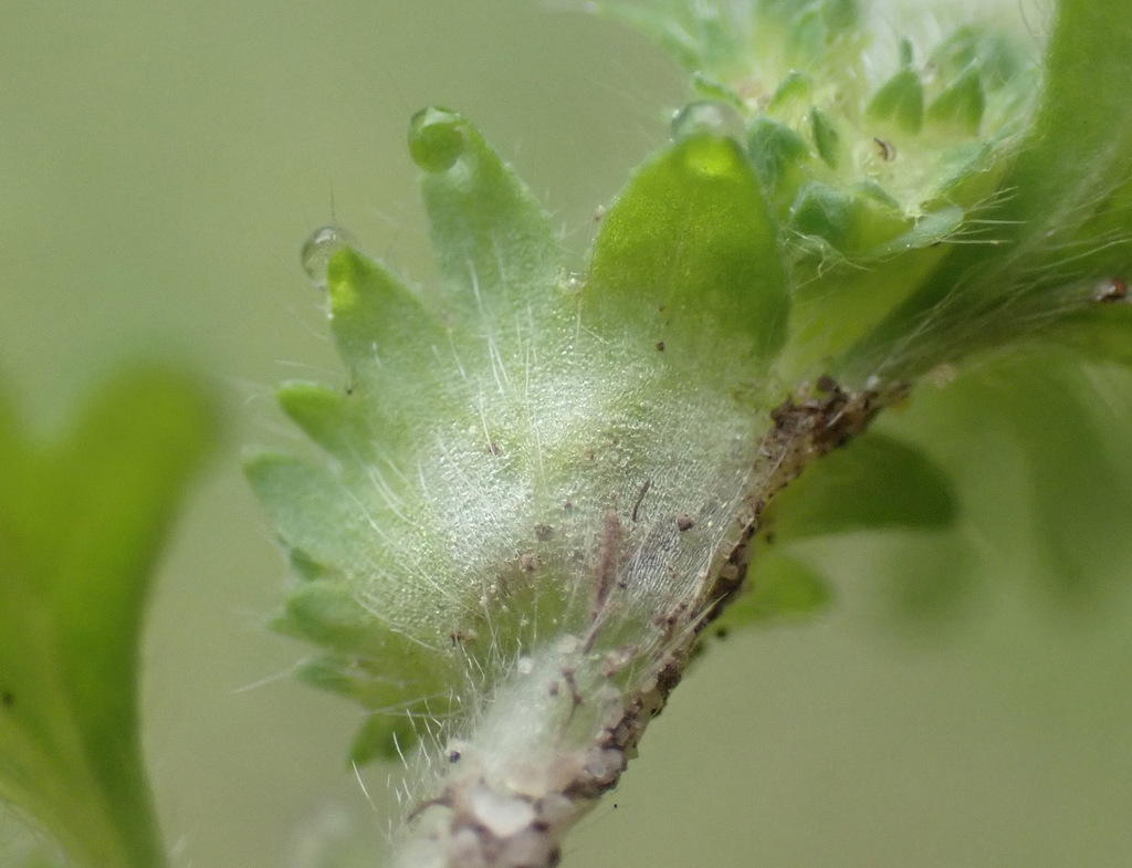 Field Parsley Piert (Alchemilla arvensis) - Botanical Realm