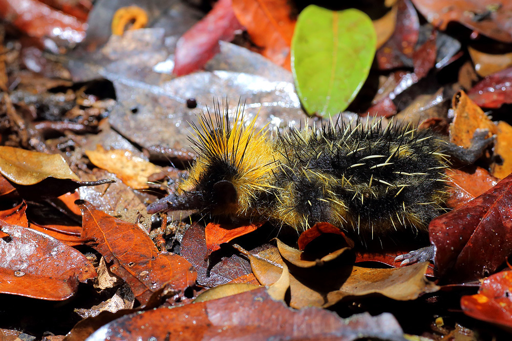 Tenrecs (Tenrecidae) - Know Your Mammals