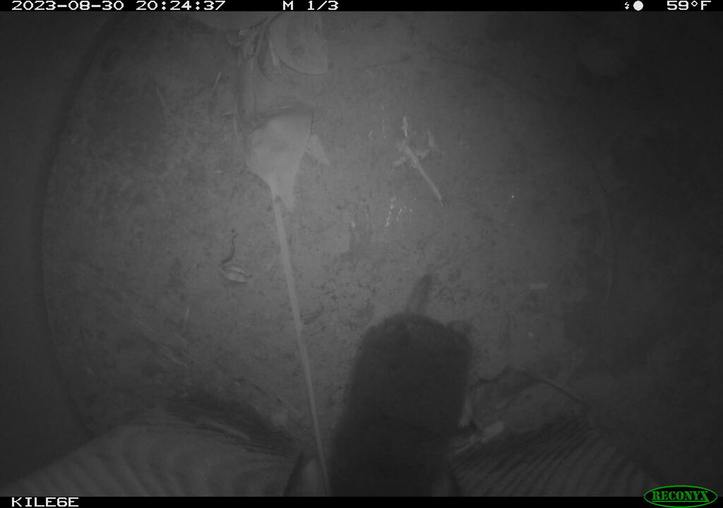 Northern Short-tailed Shrew in August 2023 by eriemetroparks. Erie ...