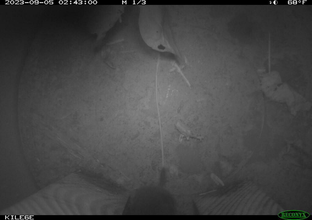 Northern Short-tailed Shrew in September 2023 by eriemetroparks. Erie ...