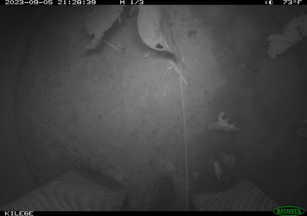 Meadow Jumping Mouse in September 2023 by eriemetroparks. Erie ...