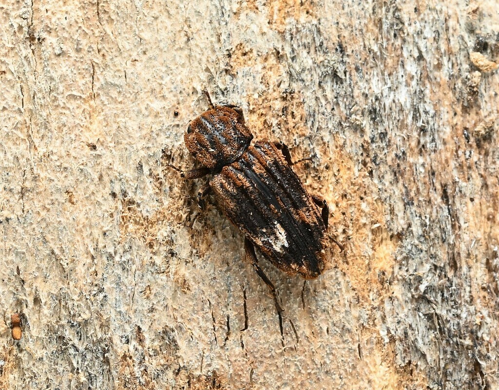 Dastarcus helophoroides from 中国四川省成都市武侯区 on September 19, 2023 at 11:02 ...