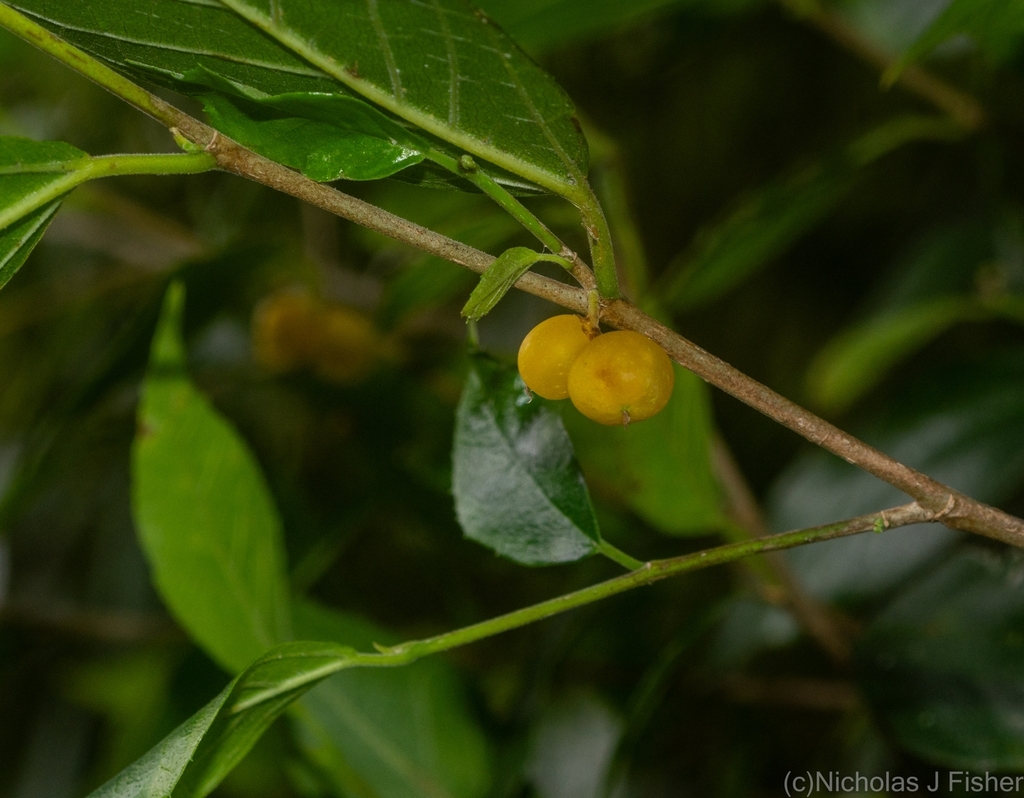 whalebone tree from Lismore NSW 2480, Australia on March 10, 2023 at 01 ...