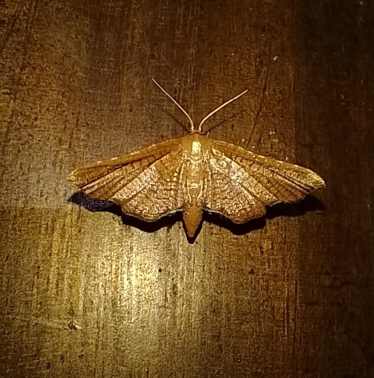 Window-winged Moths from Kasaragod, IN-KL, IN on September 6, 2023 at ...