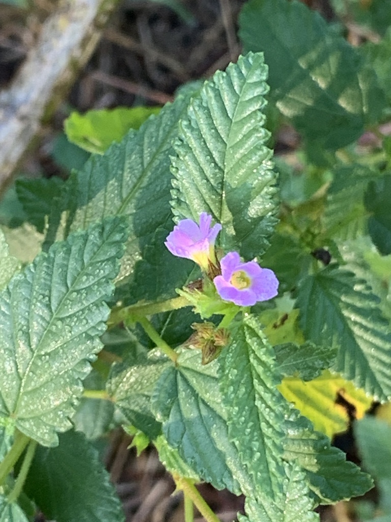 Pyramid Flower from Alvin, TX, US on September 26, 2023 at 08:36 AM by ...