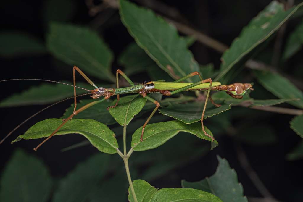 Sinophasma hoenei from 中国浙江省杭州市临安区 on July 15, 2023 at 03:31 PM by ...