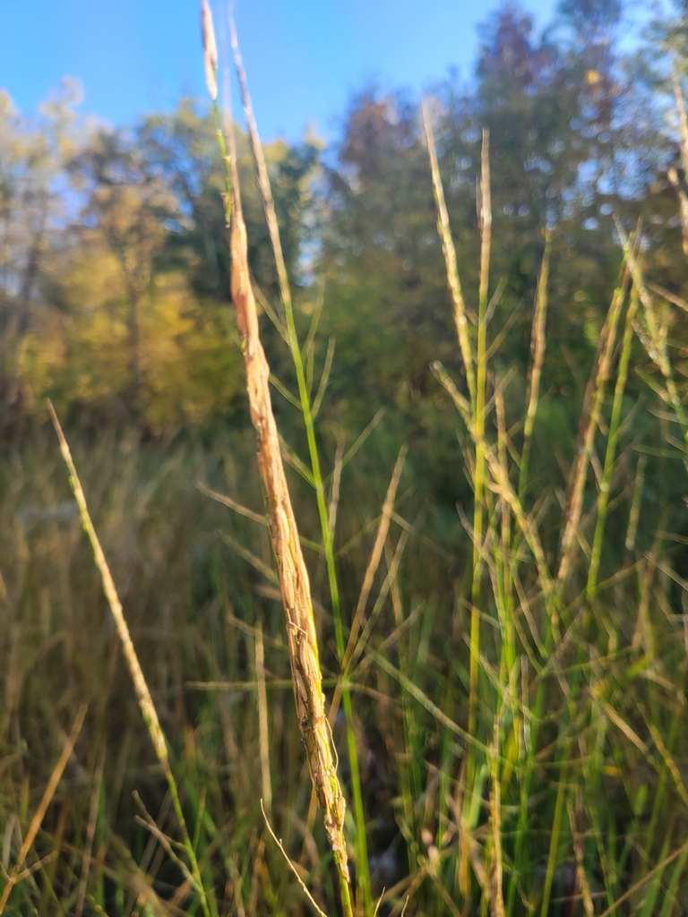 northern wild rice from Gonvick, MN 56644, USA on September 26, 2023 at ...