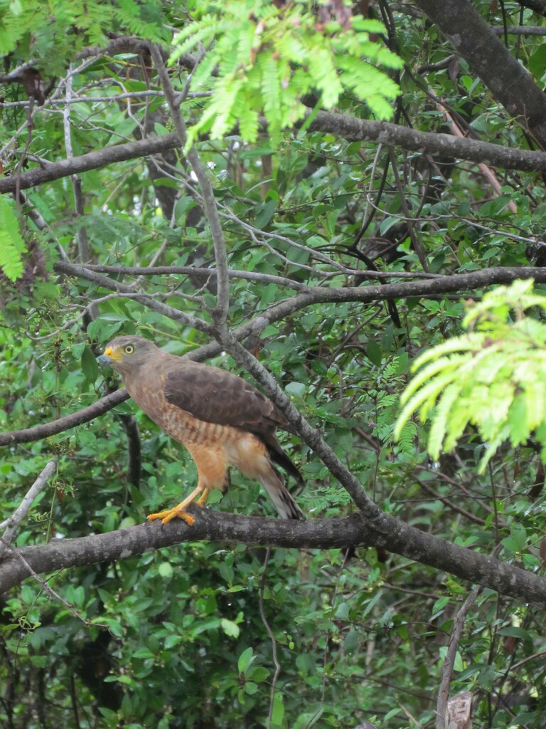 Roadside Hawk from Benito Juárez, Q.R., México on August 26, 2023 at 07 ...
