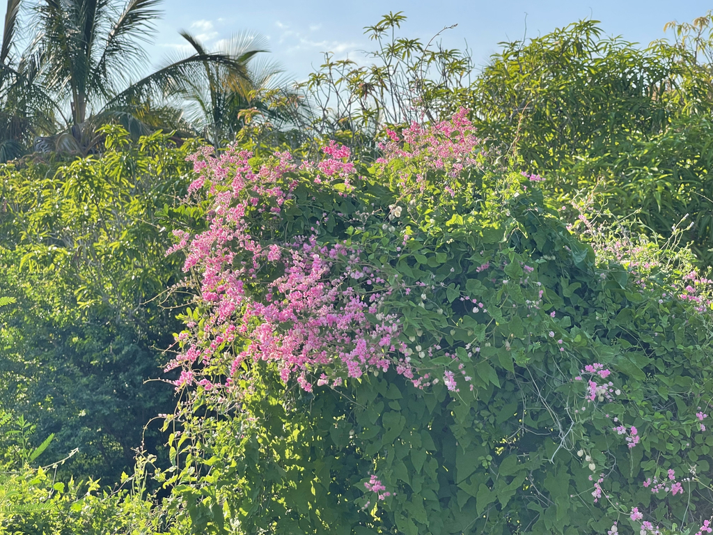 Coral Vine from Elota, Sinaloa, Mexico on September 22, 2023 at 05:09 ...