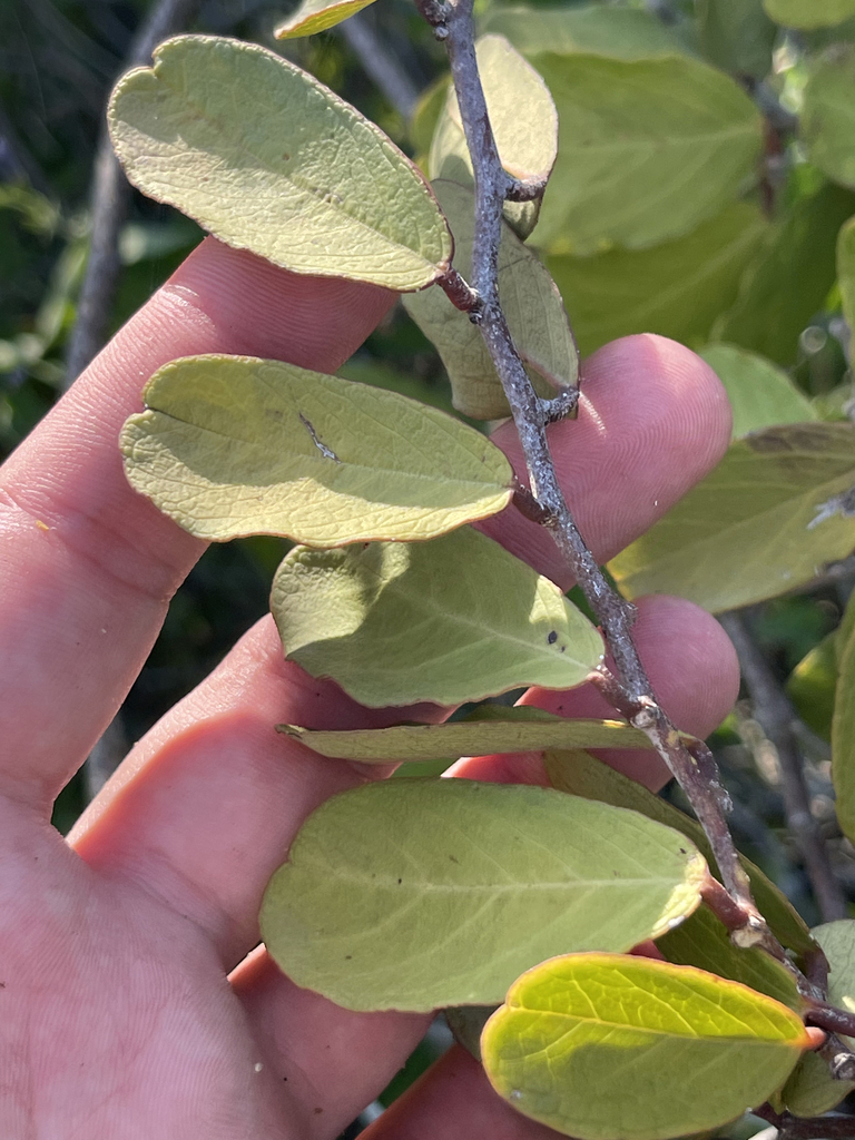 bay-leaved caper from Elota, Sinaloa, Mexico on September 22, 2023 at ...