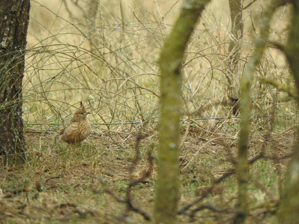 Lark-like Brushrunner from Bahía Blanca, Provincia de Buenos Aires ...