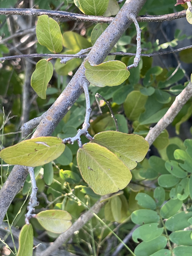 bay-leaved caper from Elota, Sinaloa, Mexico on September 22, 2023 at ...